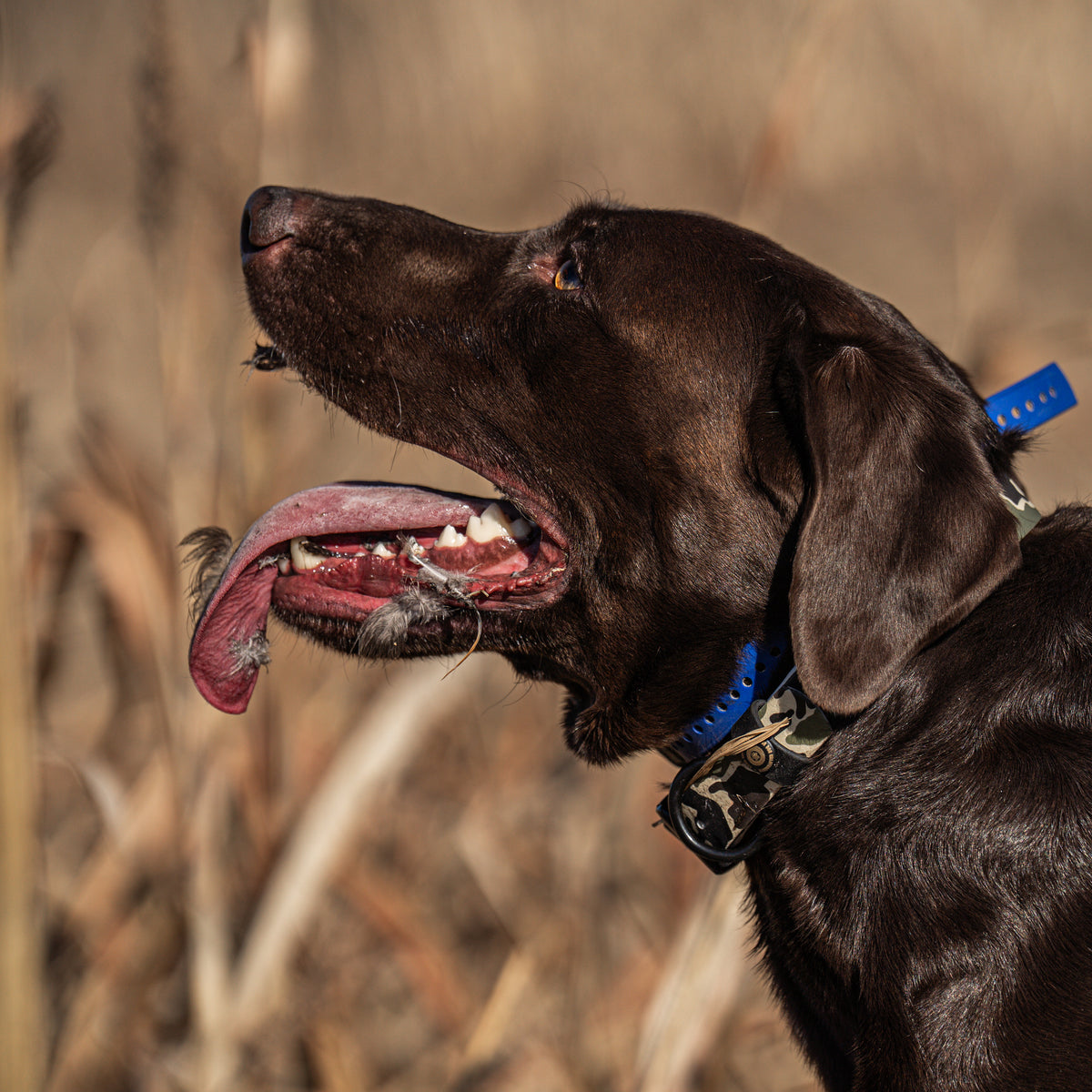 Stealth Camo BioThane® Collar – Reign Outdoors LLC